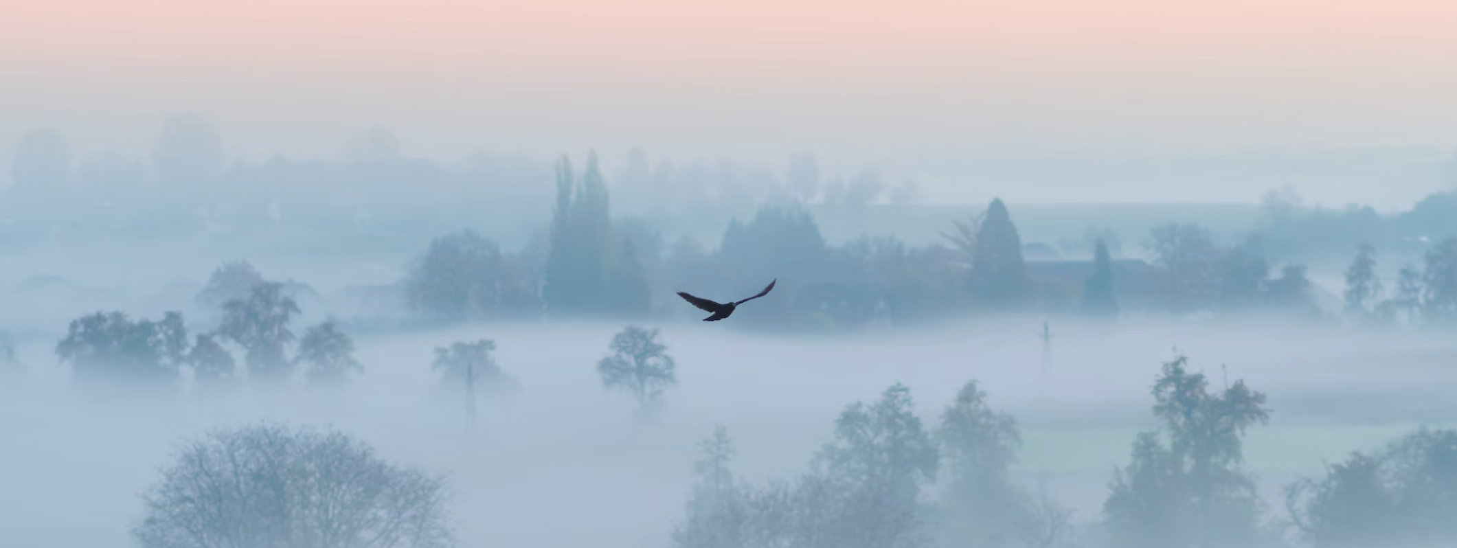 bird-flying-banner – dohla.org